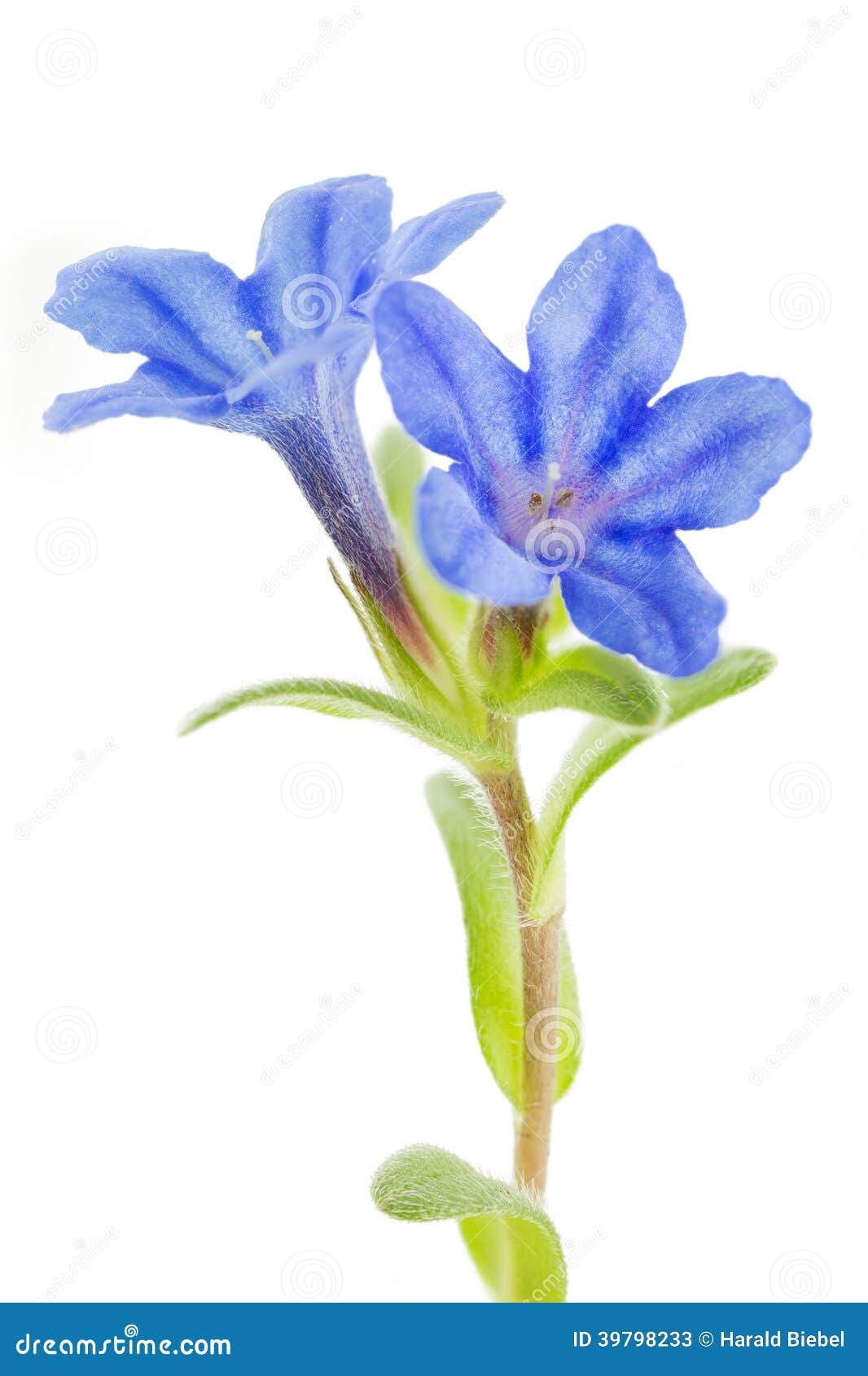 Lithodora Diffusa, The Purple Gromwell, Syn. Lithospermum Diffusa, Is A ...