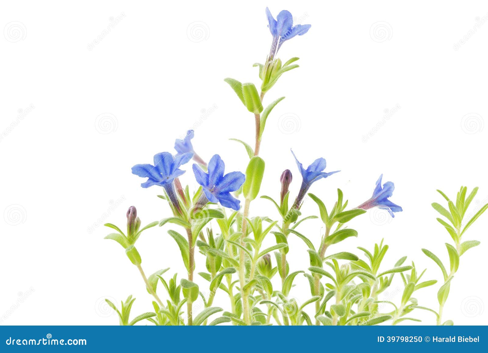 Lithodora Diffusa, The Purple Gromwell, Lithospermum Diffusa, Is A ...