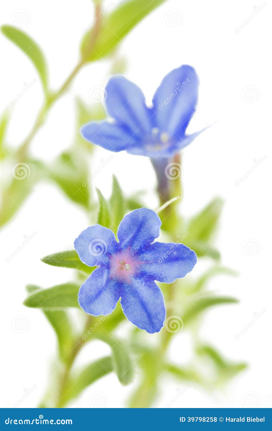Lithodora Diffusa, The Purple Gromwell, Syn. Lithospermum Diffusa, Is A ...
