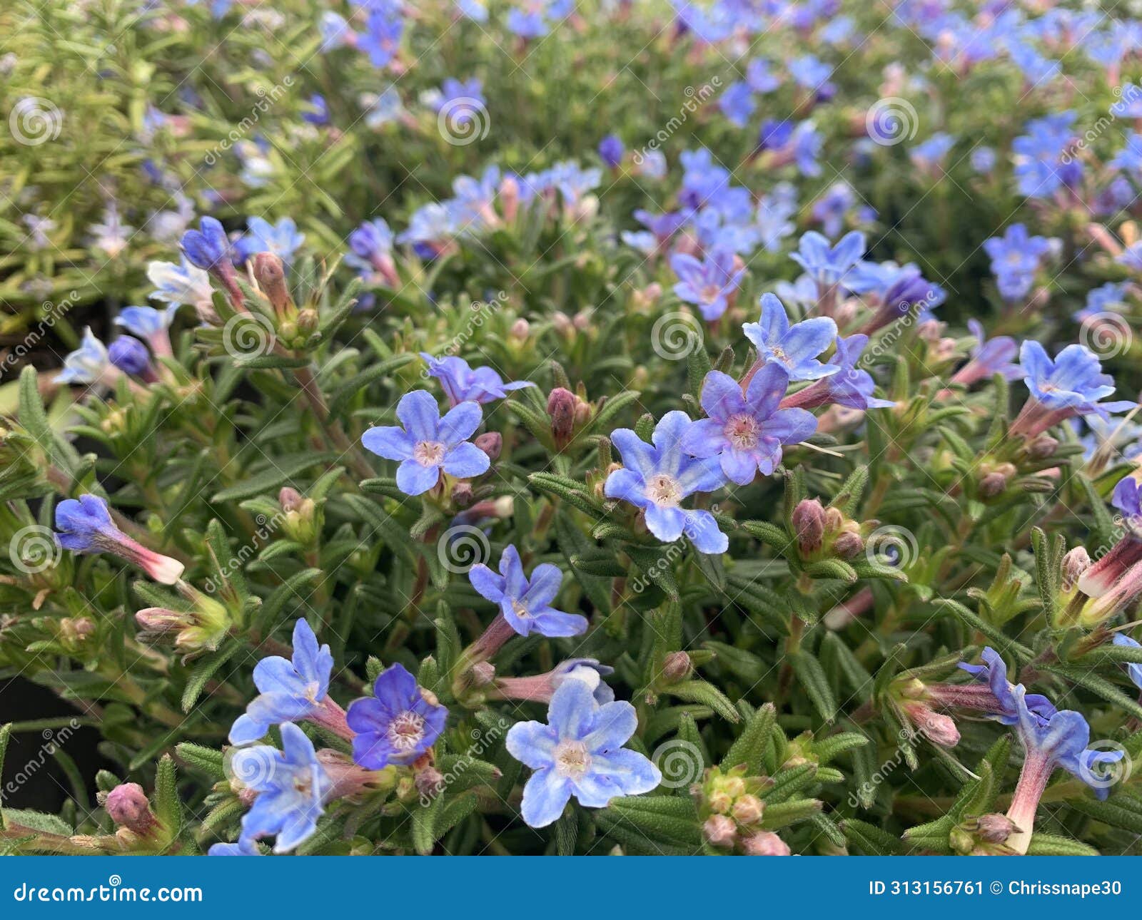 Lithodora Heavenly Blue Flowers, Perspective Focus Stock Image - Image ...