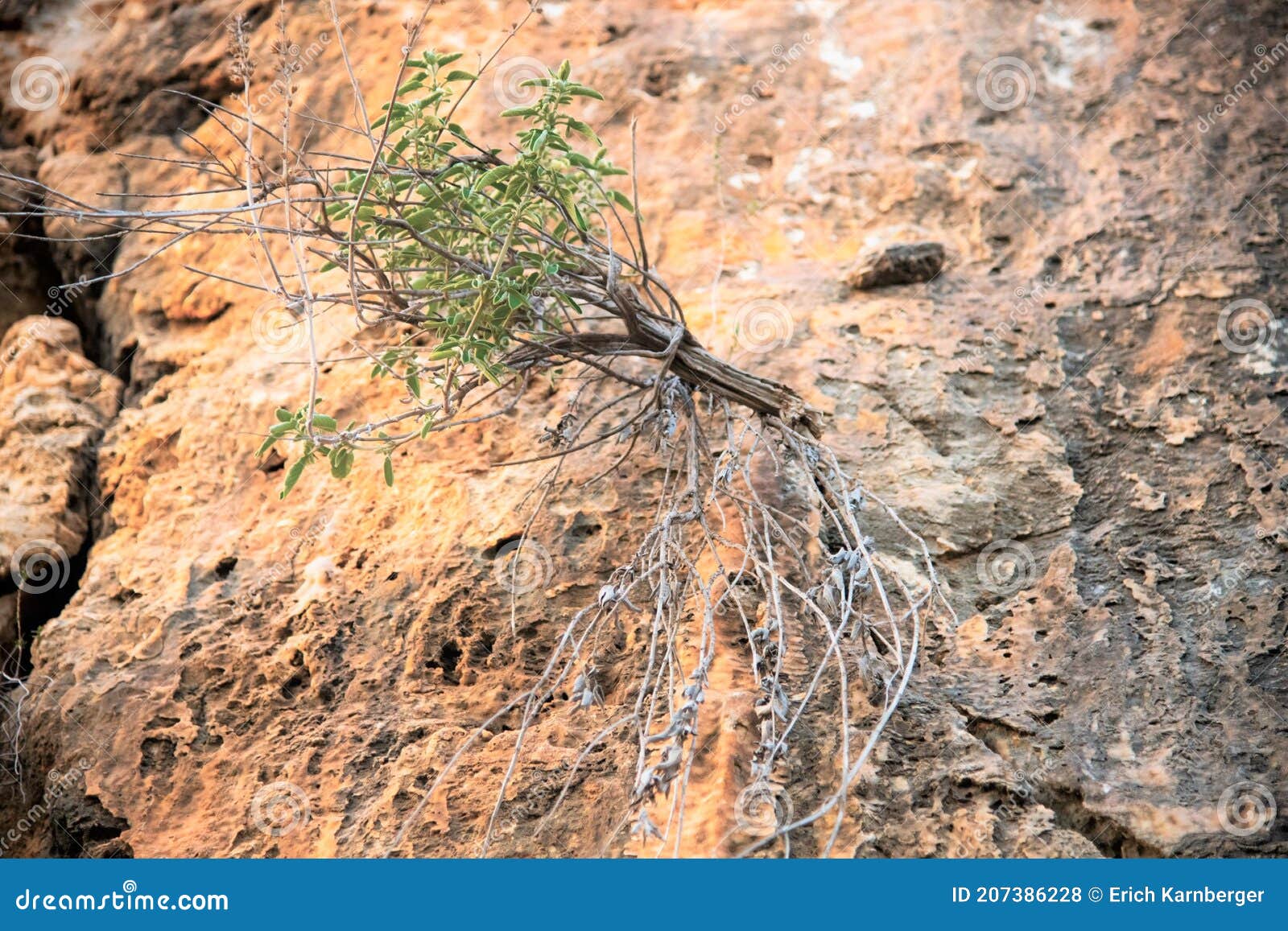 Lithophyte Bush Stock Photos - Free & Royalty-Free Stock Photos from ...
