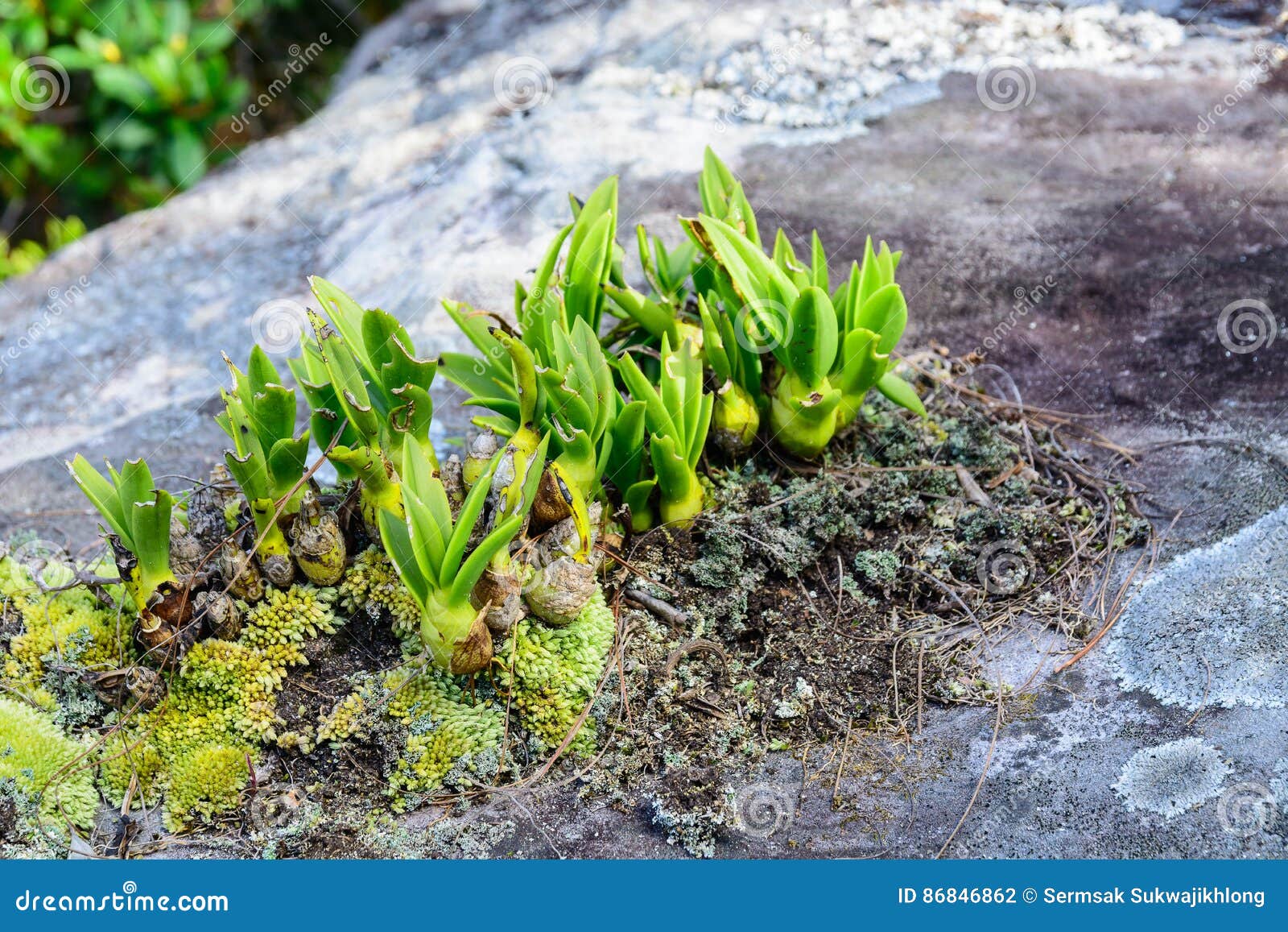 Lithophytic orchids. stock photo. Image of close, lithophytic - 86846862