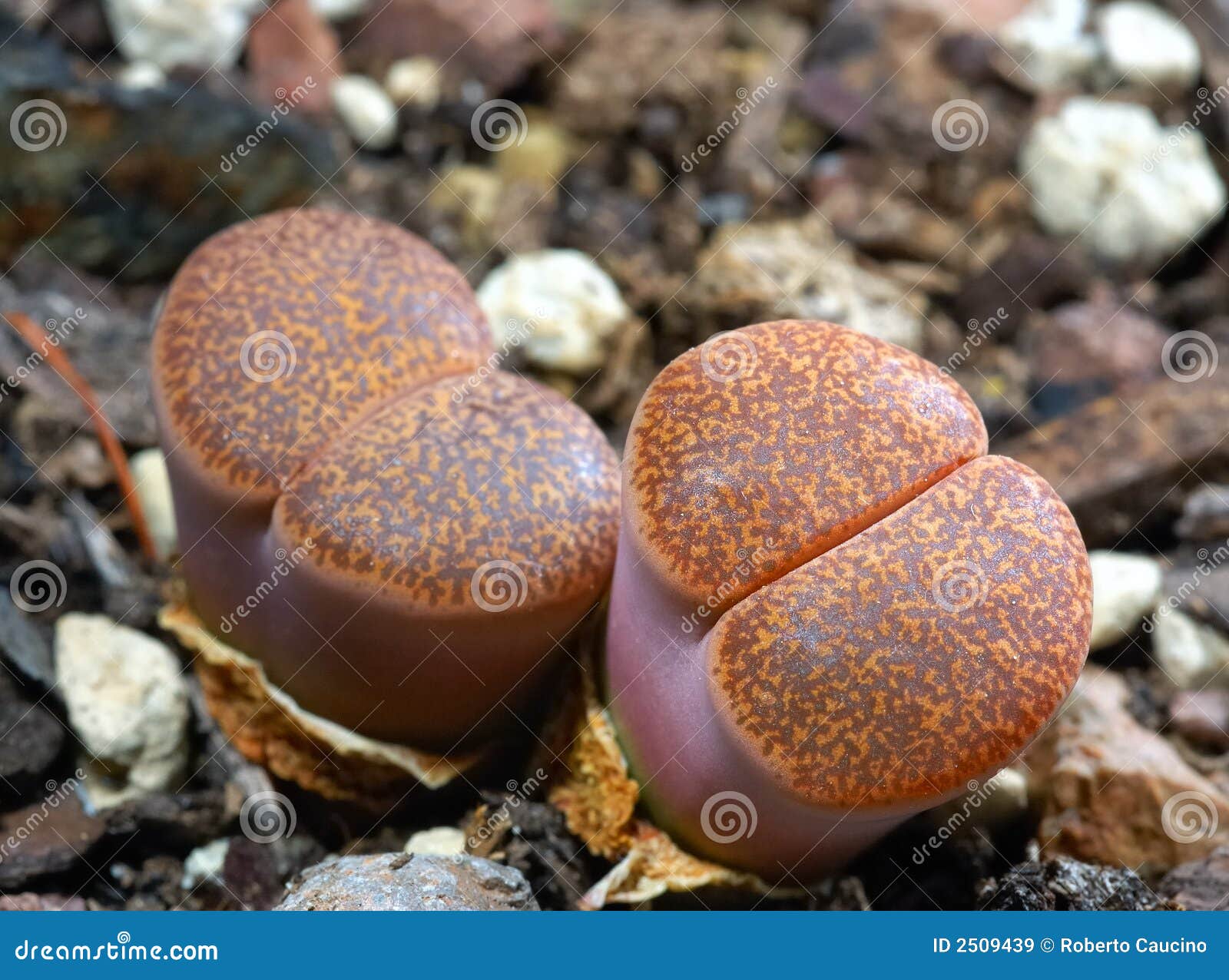 Lithops stock image. Image of order, house, macro, family - 2509439
