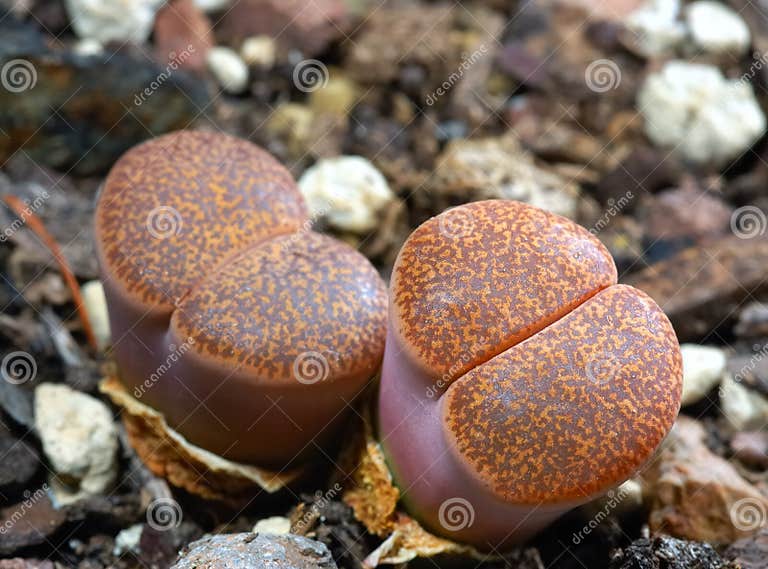 Lithops stock image. Image of order, house, macro, family - 2509439