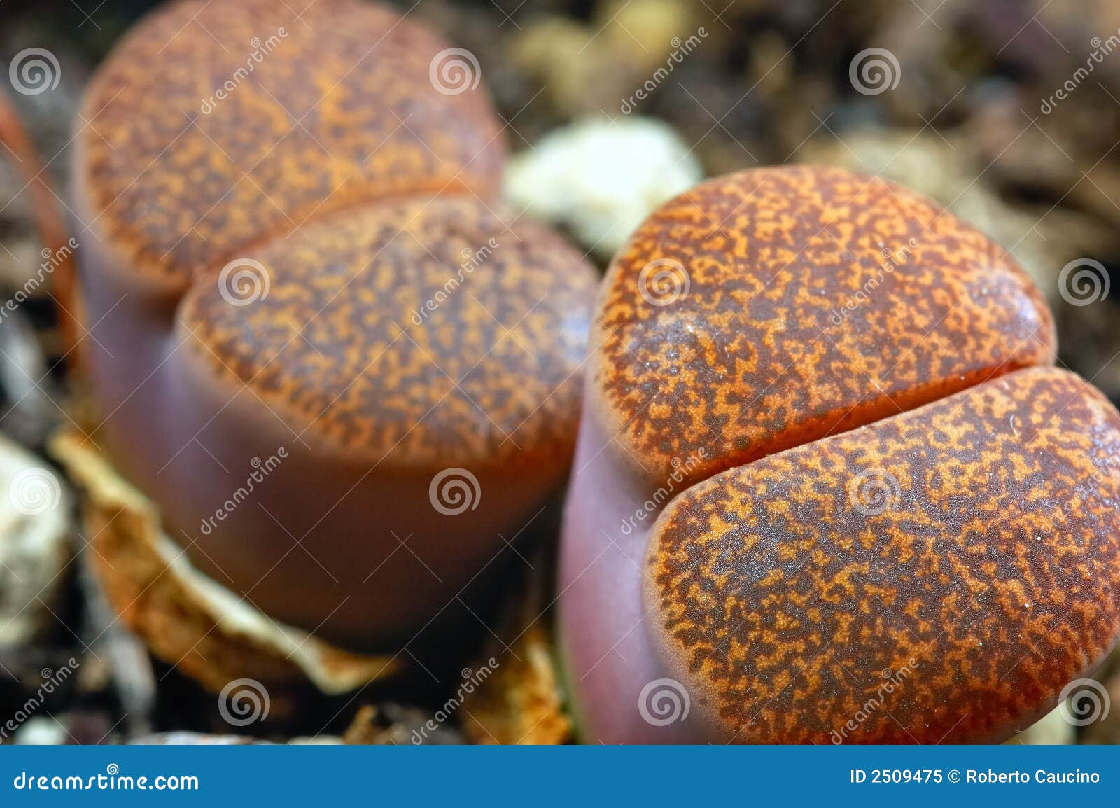 Lithops stock image. Image of namibia, stone, macro, desert - 2509475