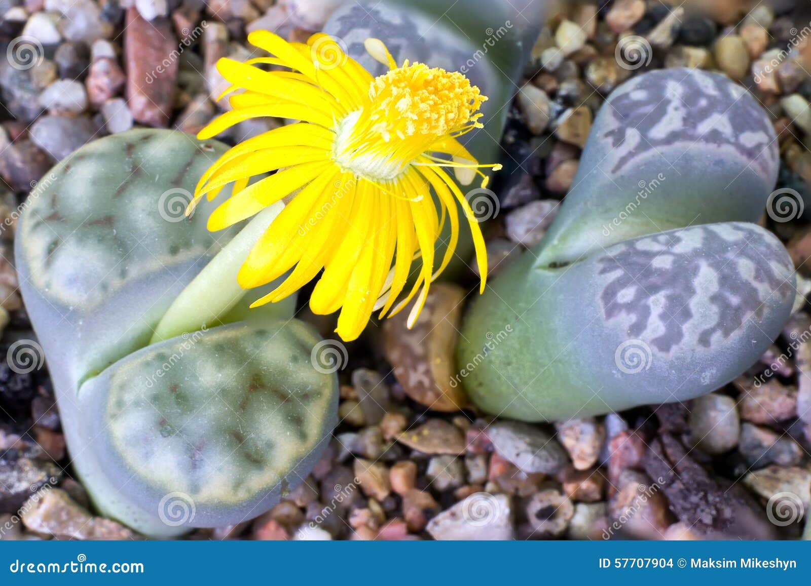 Lithops bloom stock photo. Image of circa, plant, botany - 57707904