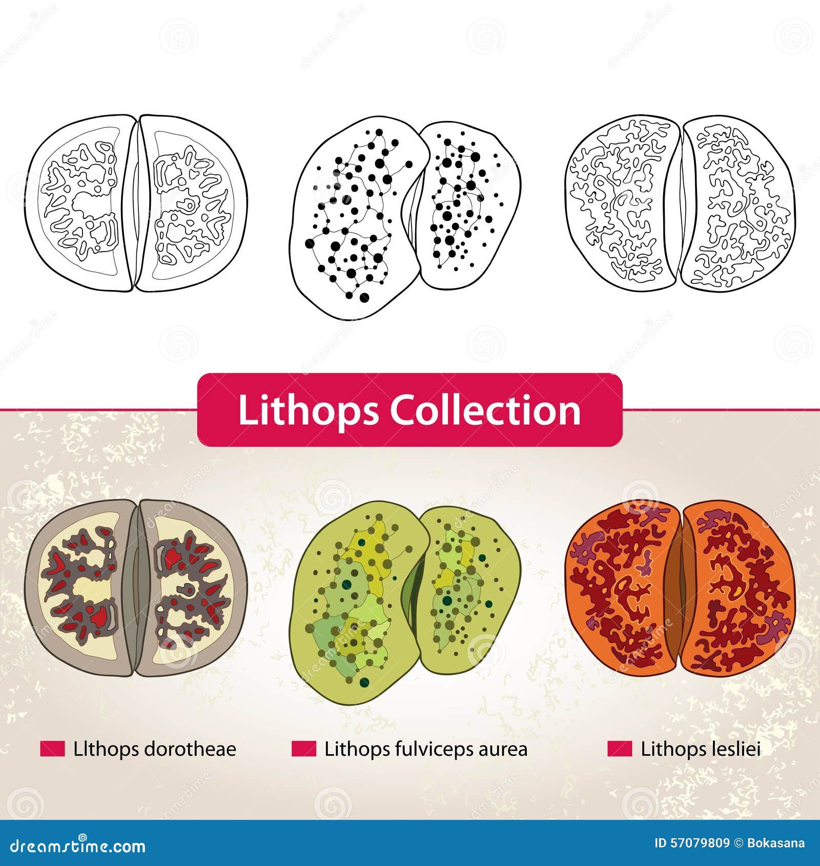 Lithops Collection #2. Series of Different Succulent Plants Stock ...