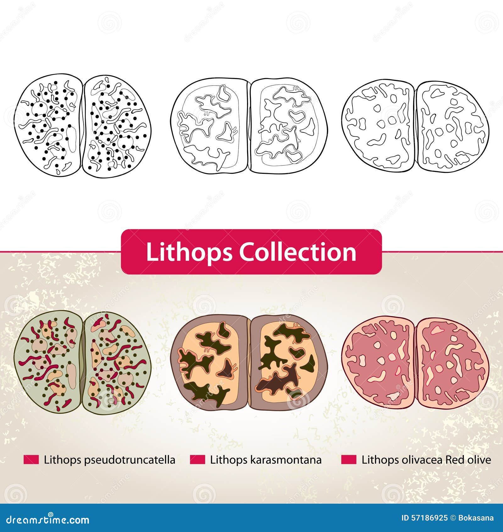Lithops Collection #3. Series of Different Succulent Plants Stock ...