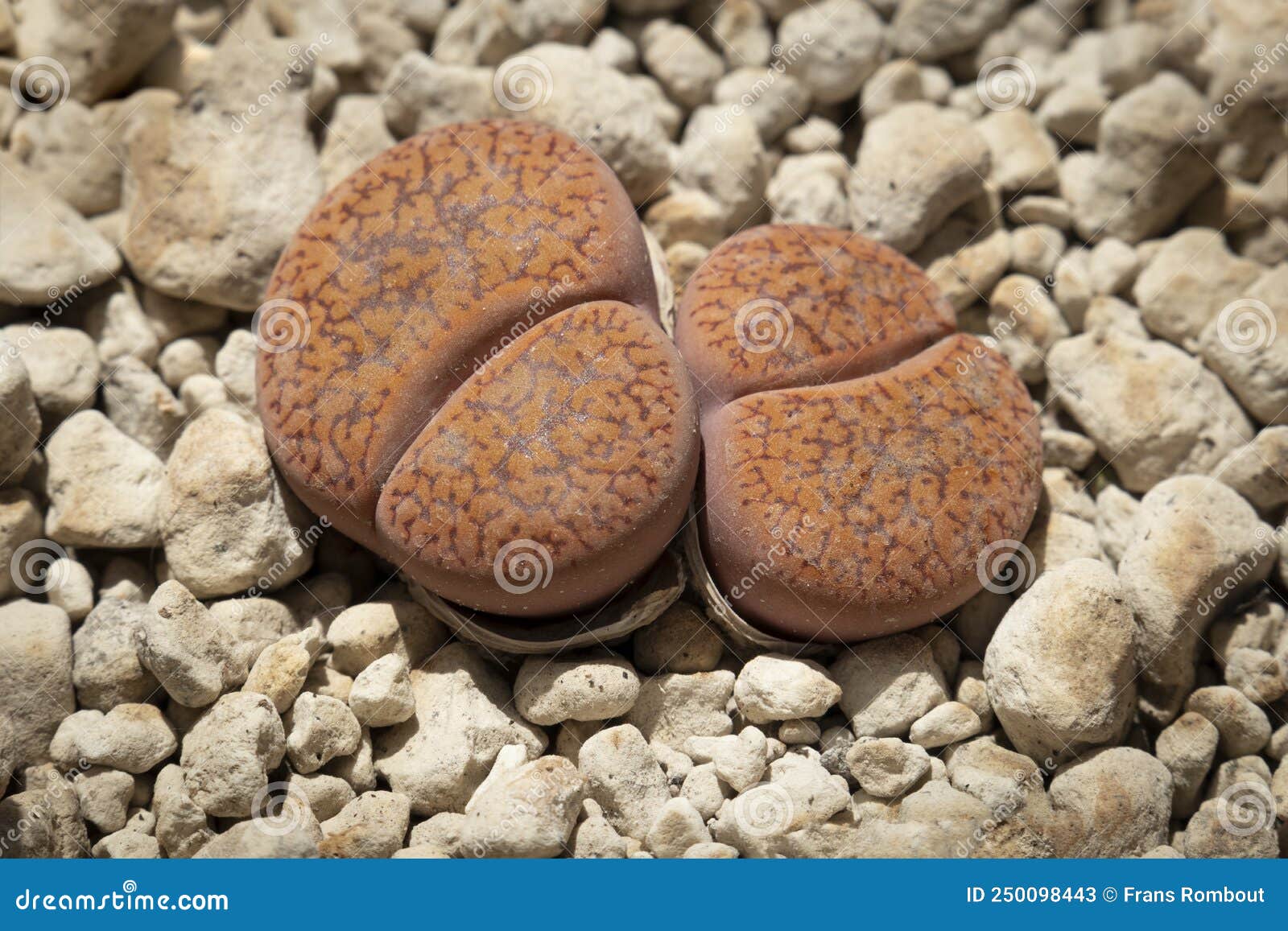 Lithops hookeri close up stock image. Image of houseplant - 250098443