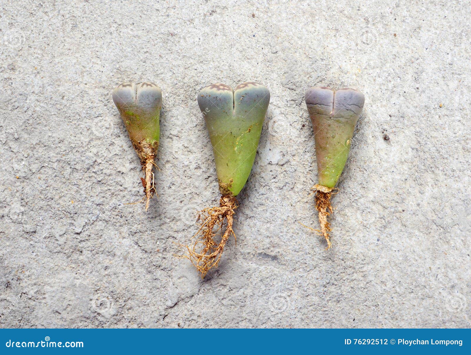 Lithops (Living Stone), Cactus with Bare Roots Stock Photo - Image of ...