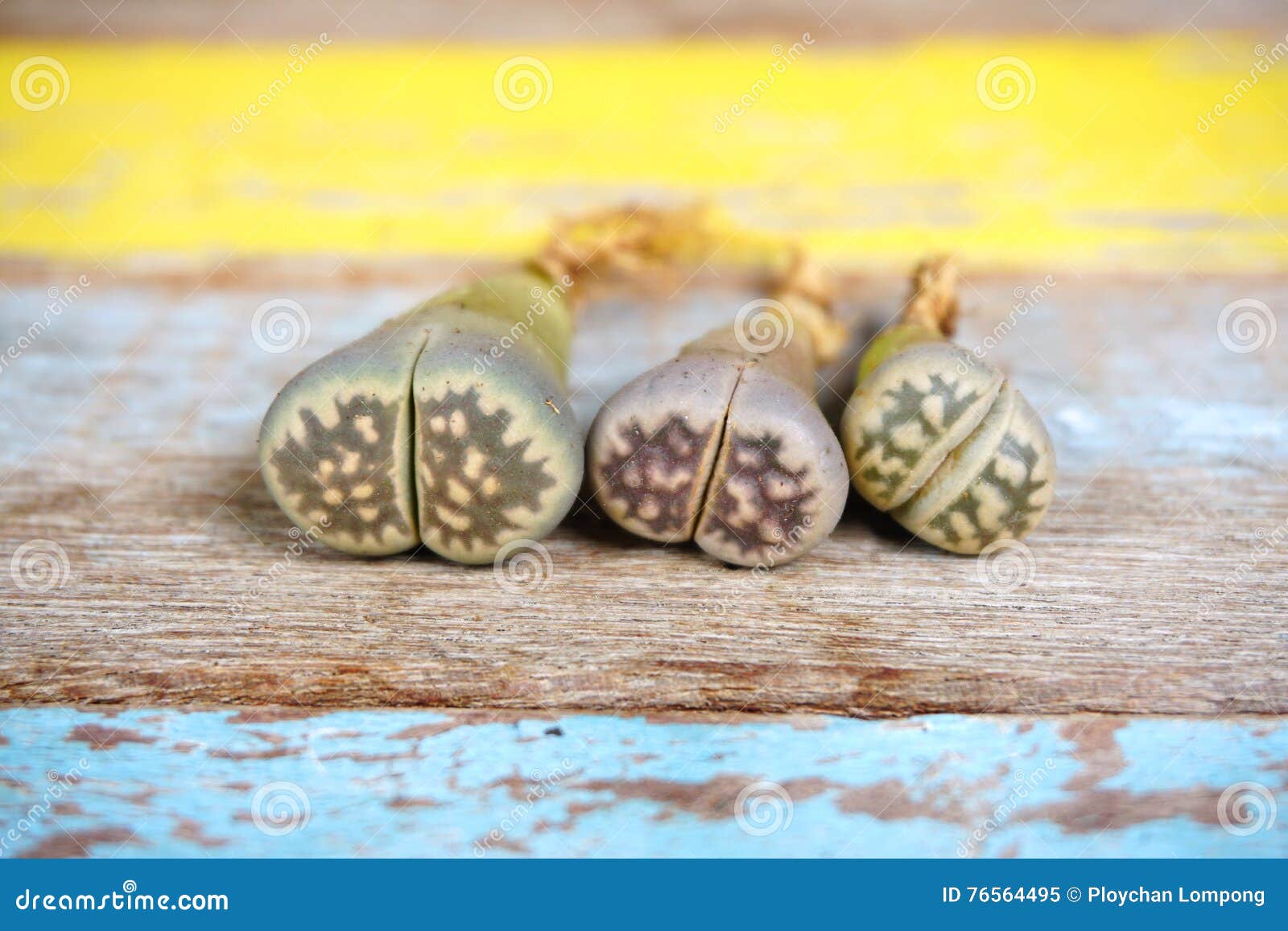 Lithops (Living Stone), Cactus with Bare Roots Stock Image - Image of ...