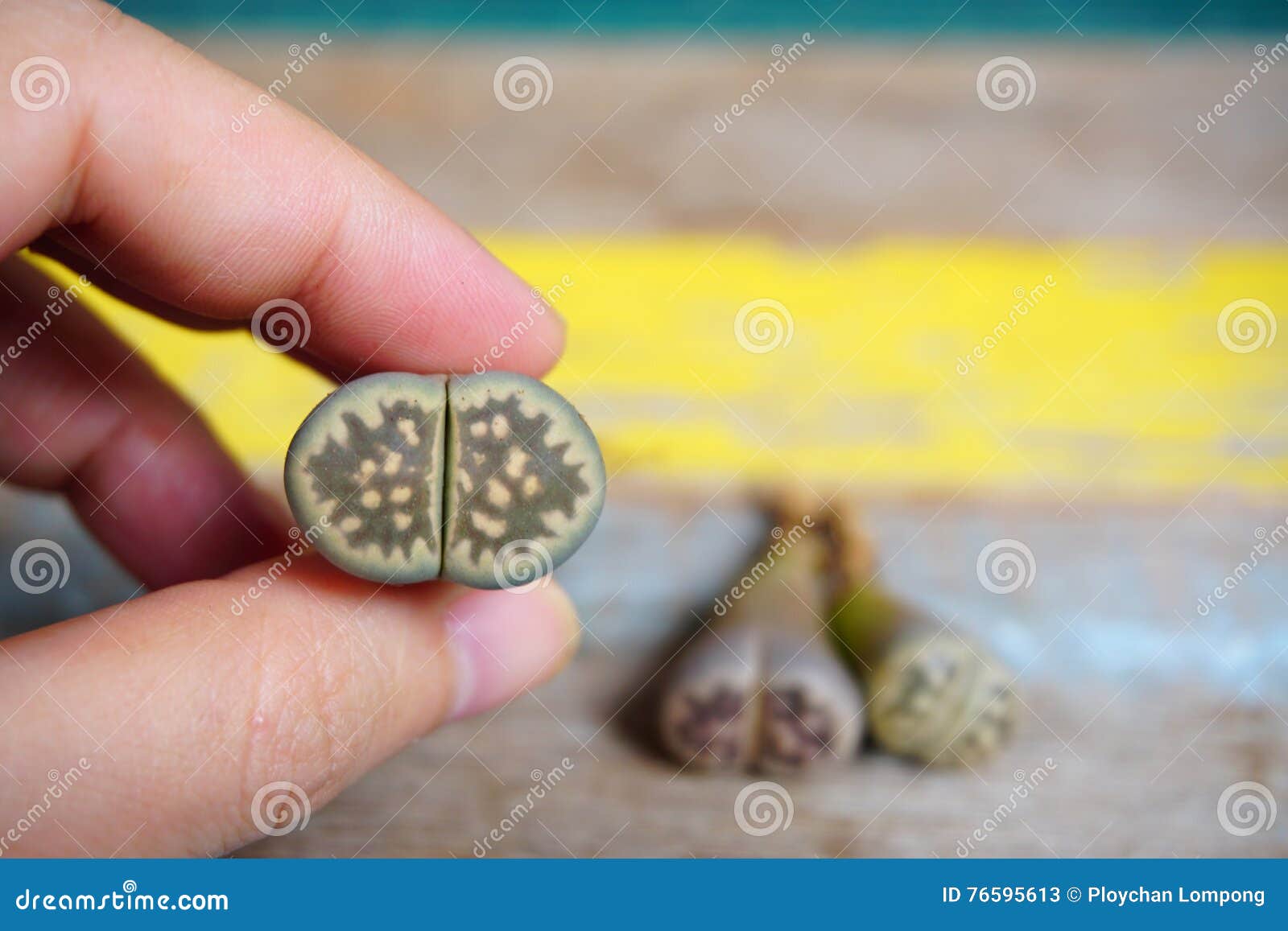 Lithops (Living Stone), Cactus with Bare Roots Stock Image - Image of ...