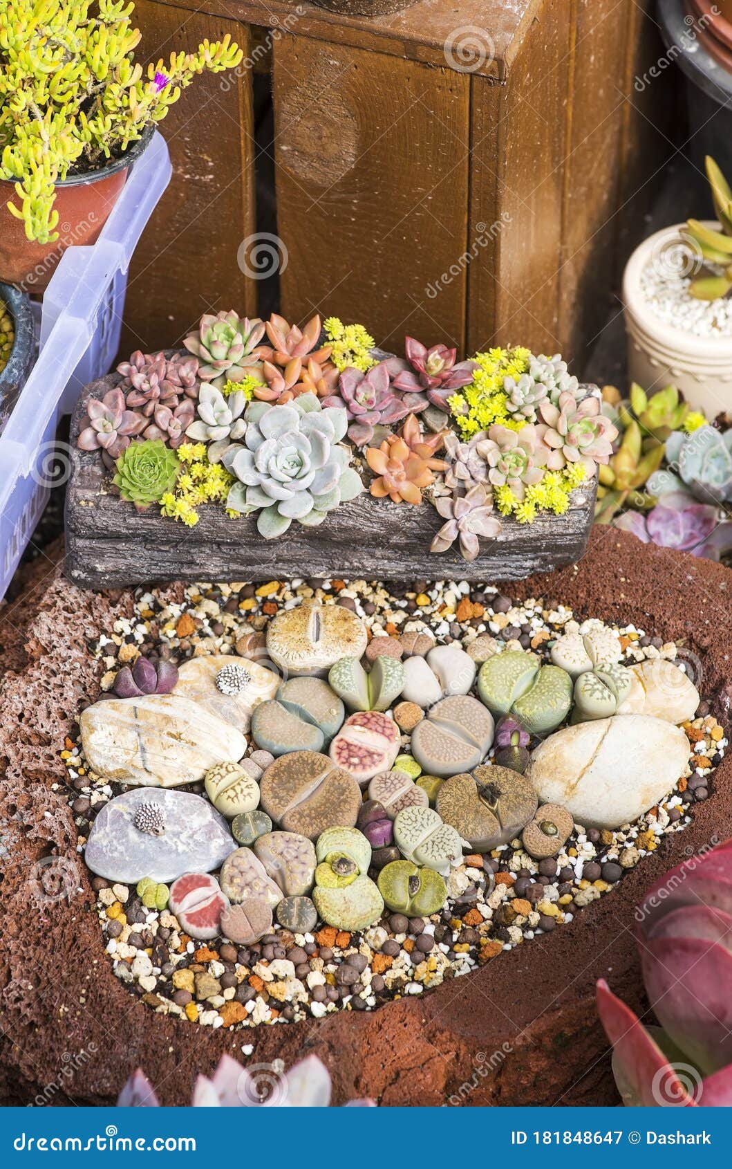 Lithops Living stone stock image. Image of desert, botanic - 181848647