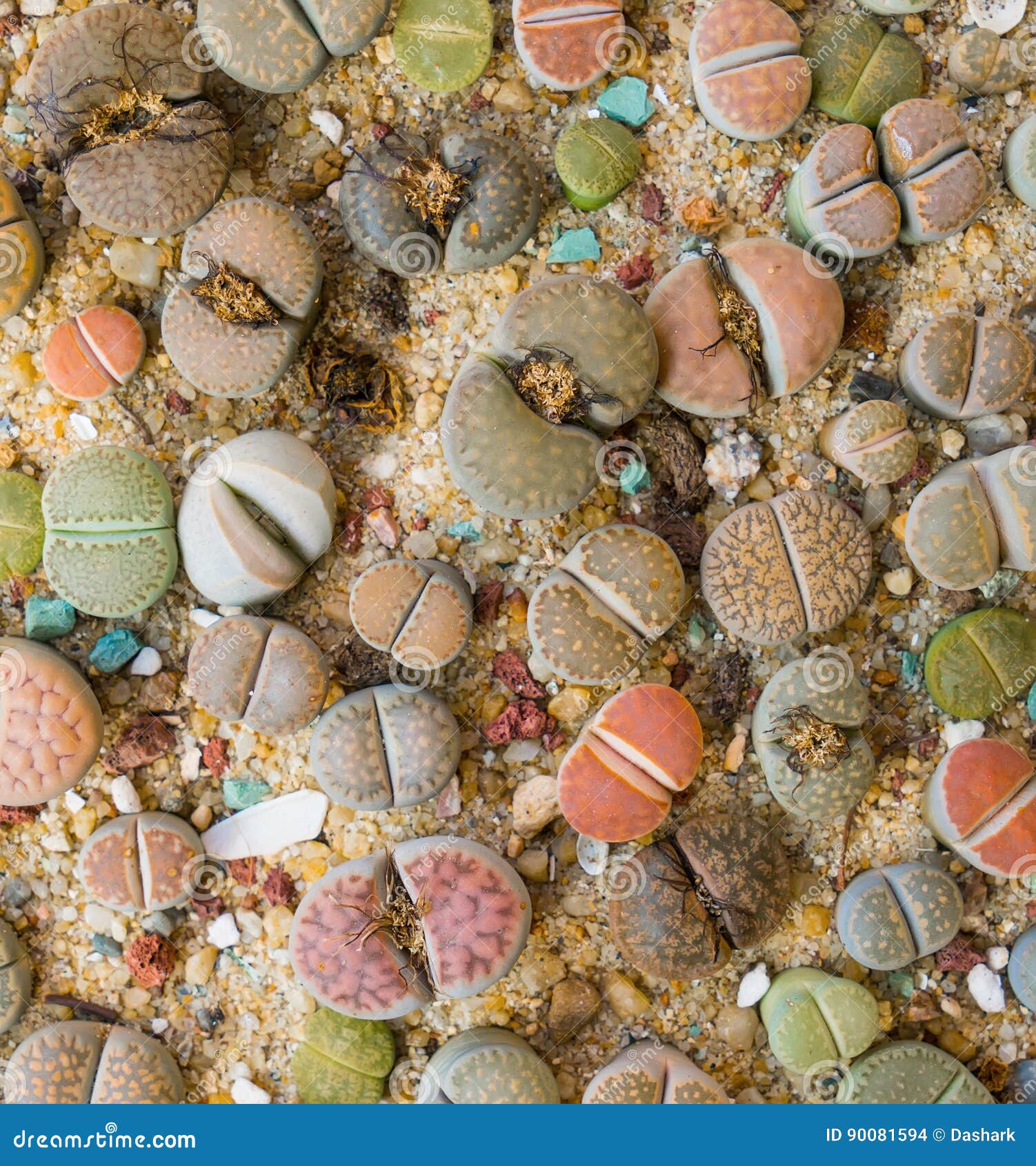 Lithops Or Living Stones Isolated On White Royalty-Free Stock ...