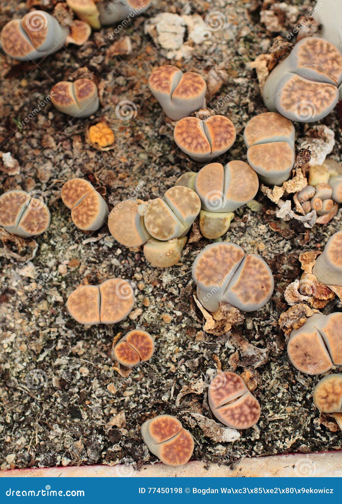 Lithops stock photo. Image of beauty, decoration, botanical - 77450198