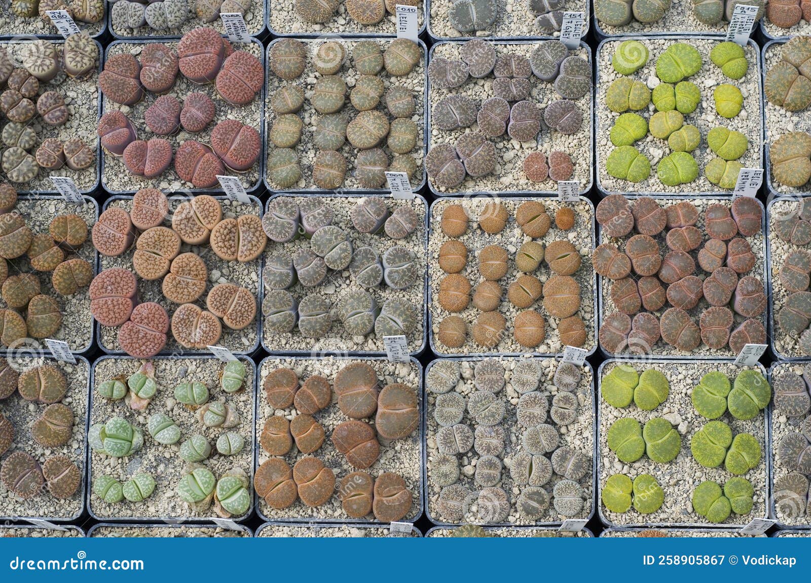 Lithops - living stones stock image. Image of plants - 258905867