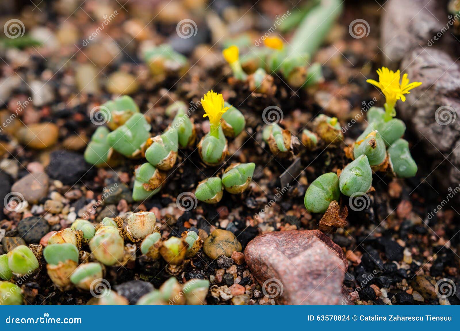 Lithops plants in a pot stock photo. Image of stone, plants - 63570824