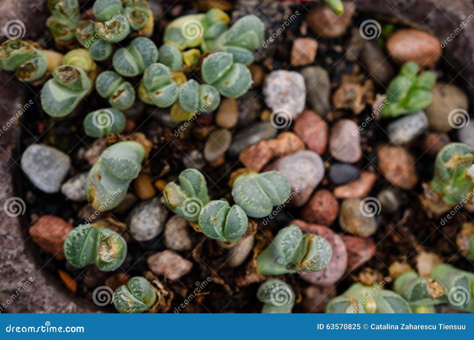 Lithops plants in a pot stock image. Image of stem, pebbles - 63570825
