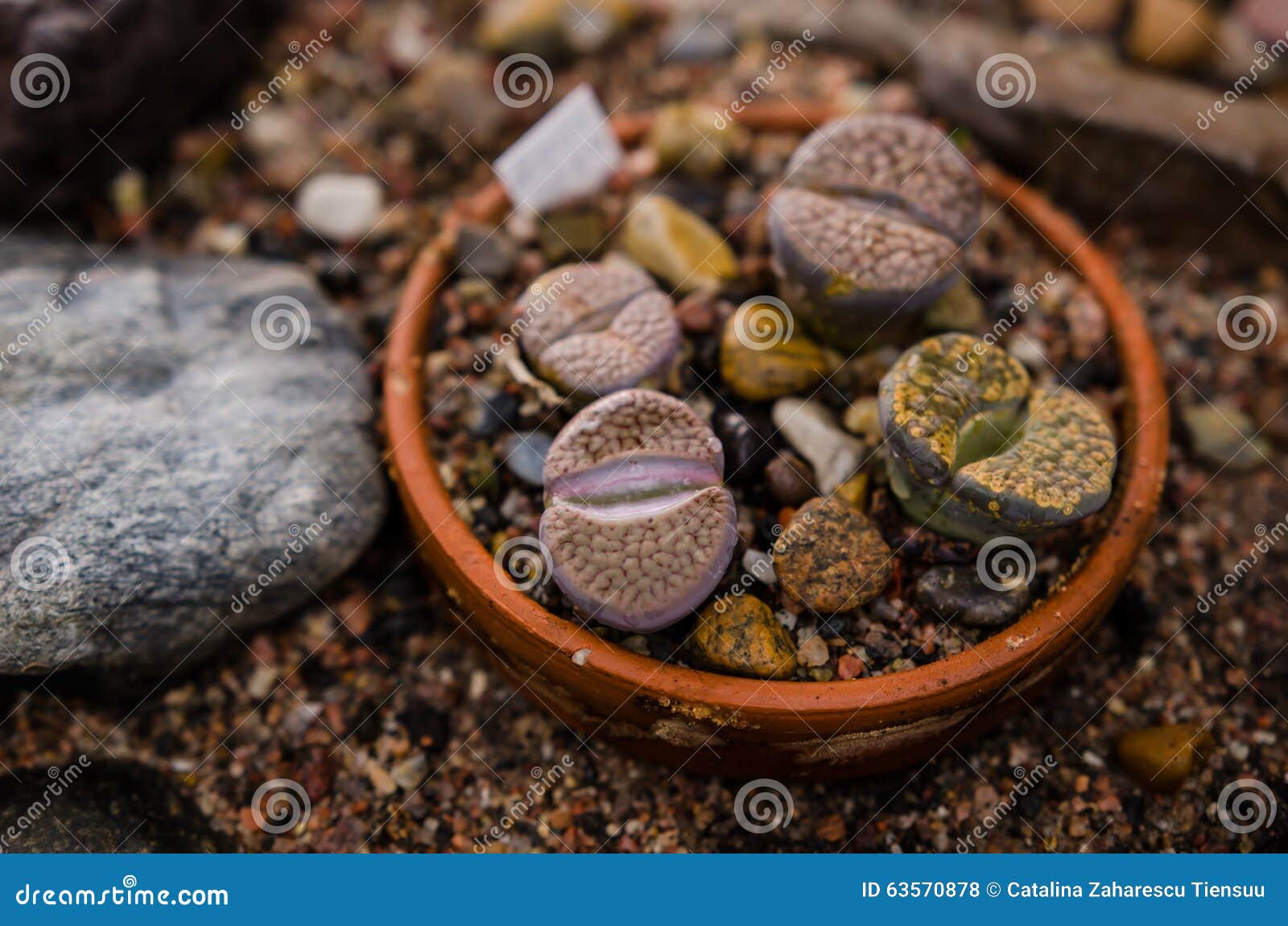 Lithops plants in a pot stock photo. Image of meristem - 63570878