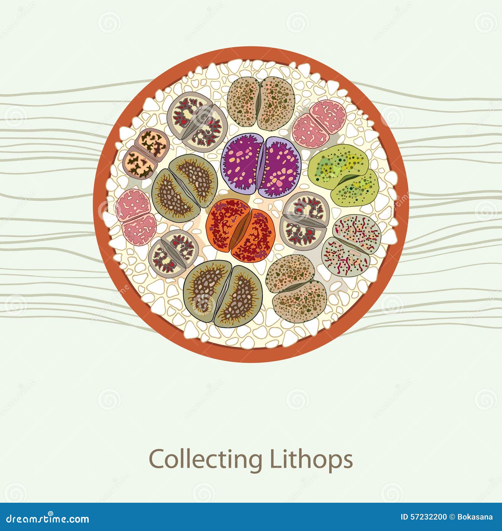 Lithops in the Round Flowerpot. Series of Different Succulent Plants ...