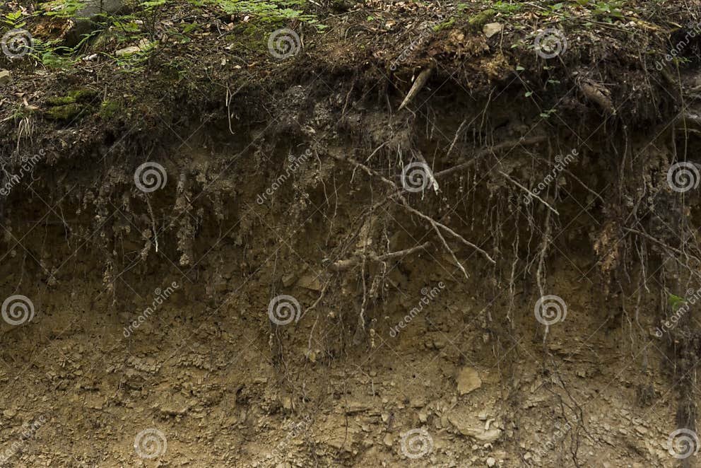 Lithosol soil stock photo. Image of lithosol, stone - 222426332