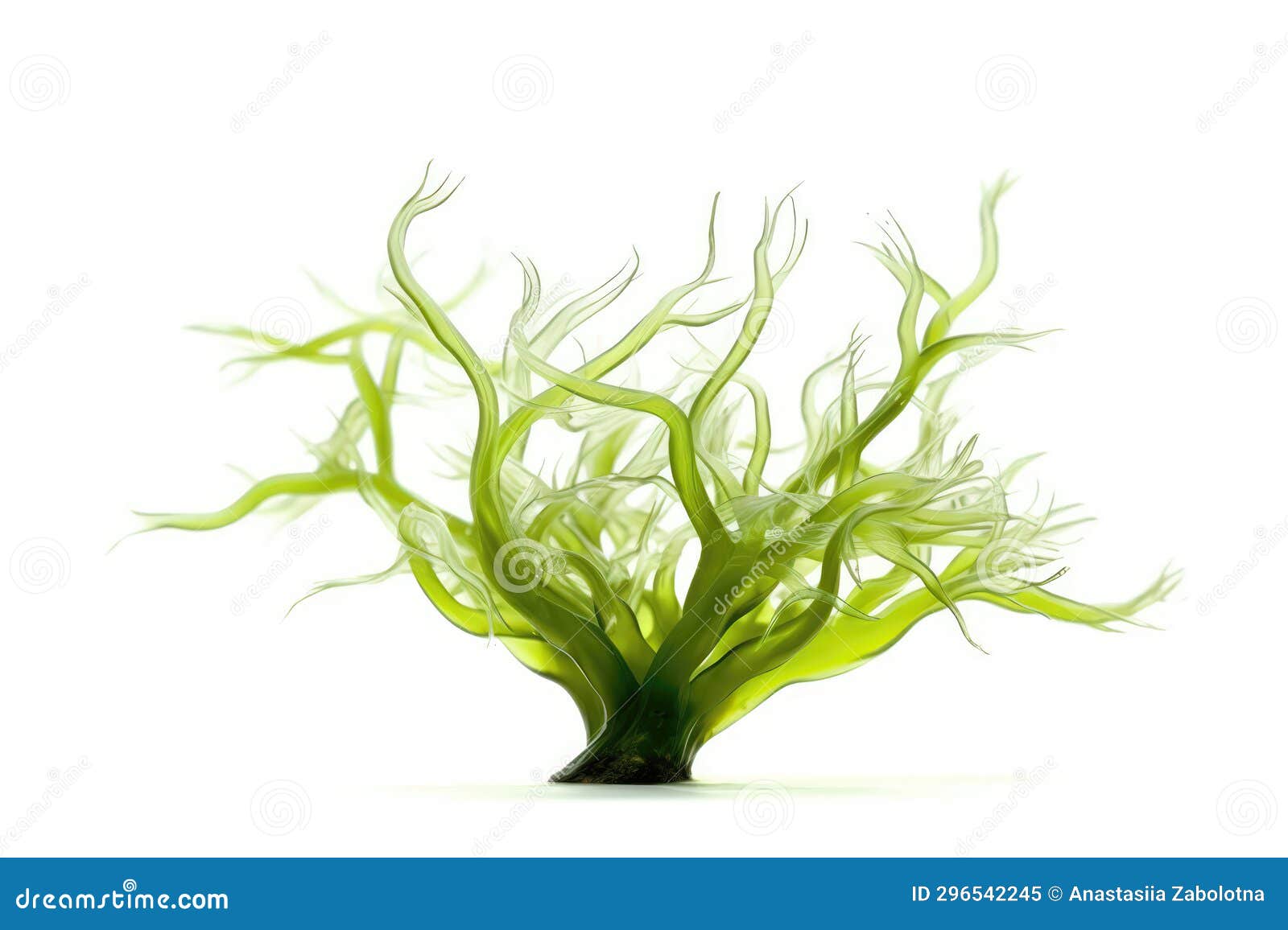 Lithothamnion Stock Illustrations – 5 Lithothamnion Stock Illustrations ...