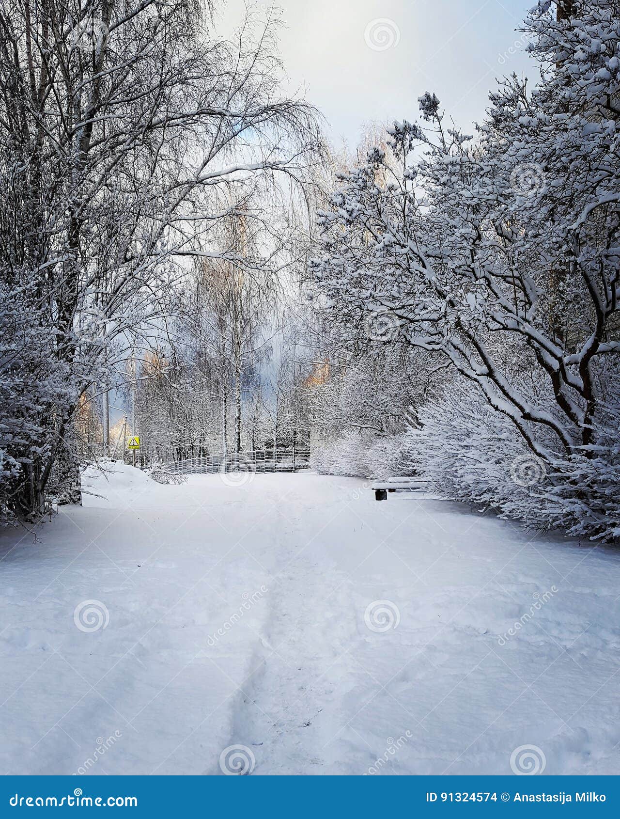 Lithuania stock photo. Image of woodland, snow, morning - 91324574