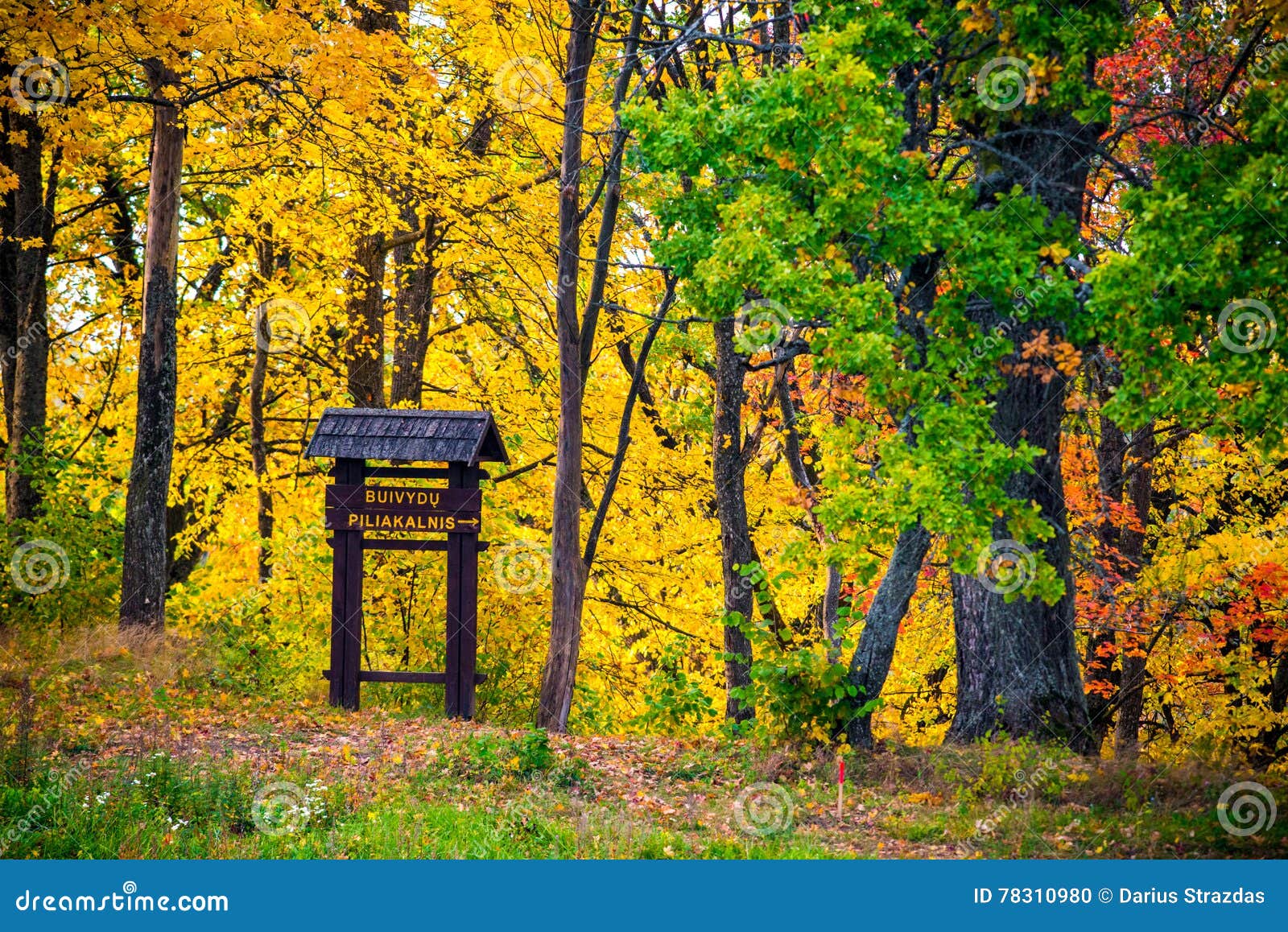 Lithuania forest stock photo. Image of tranquil, park - 78310980