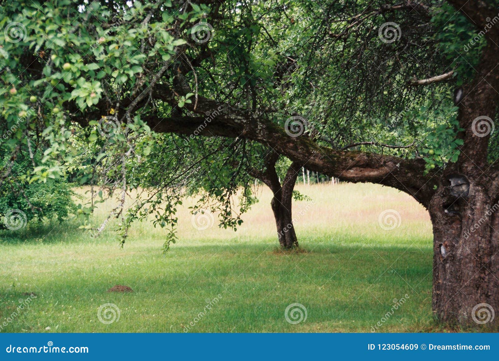 Lithuanian apple trees stock image. Image of trees, nature - 123054609