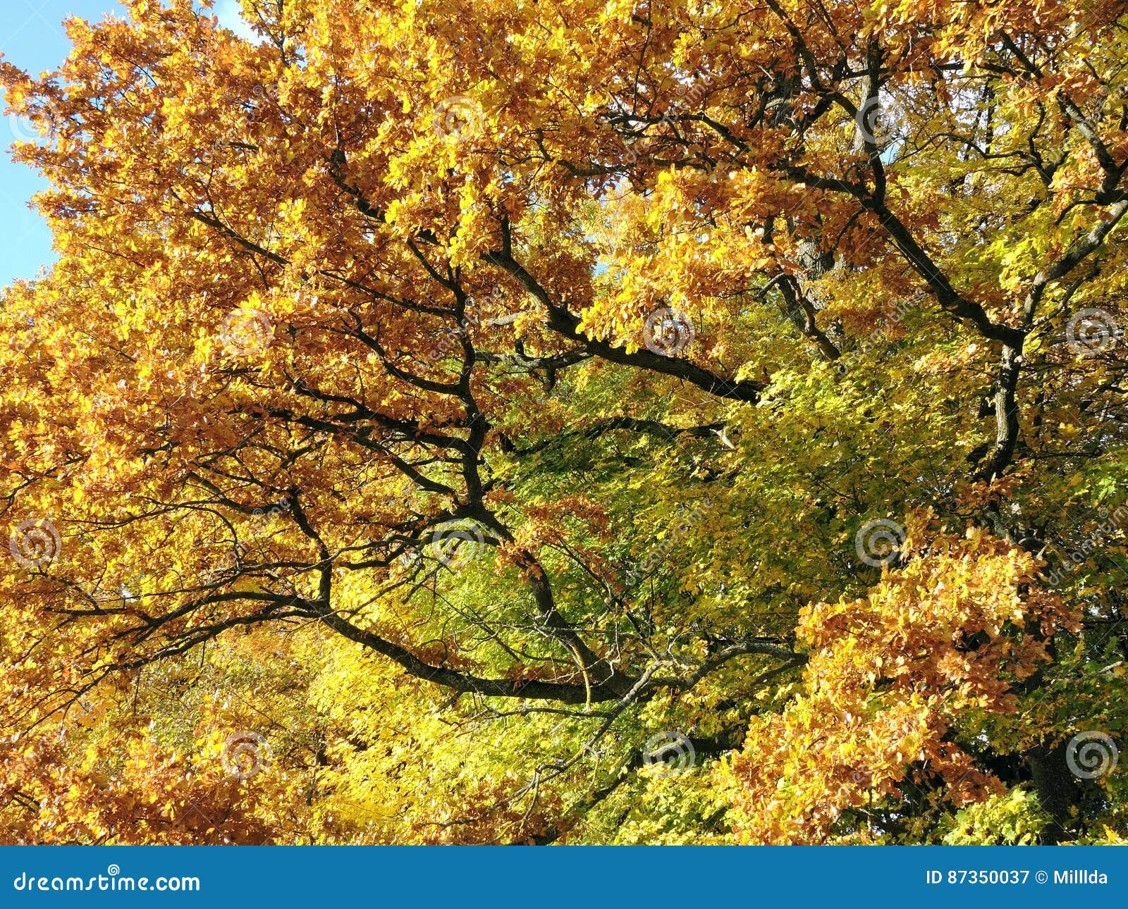 Lithuanian autumn trees stock image. Image of place, tree - 87350037