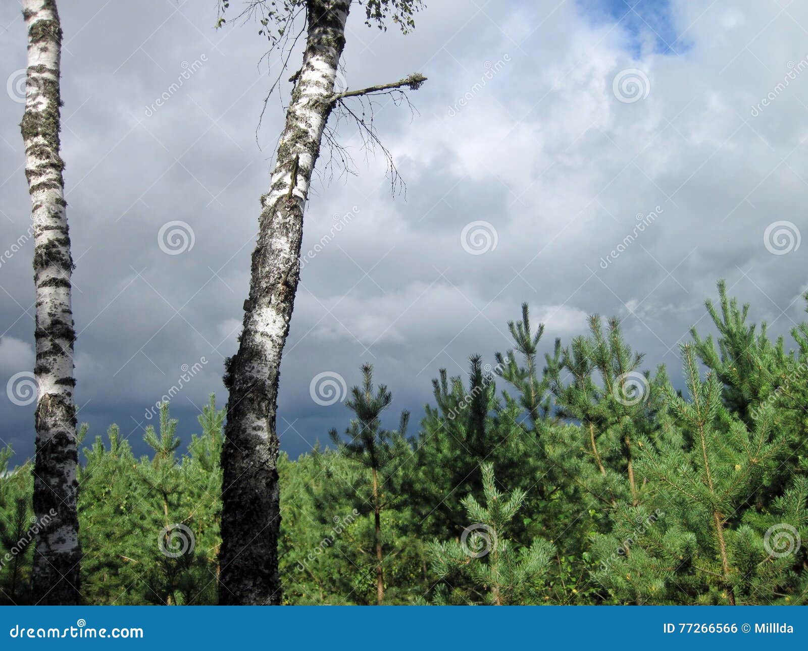Lithuanian forest stock photo. Image of plant, white - 77266566