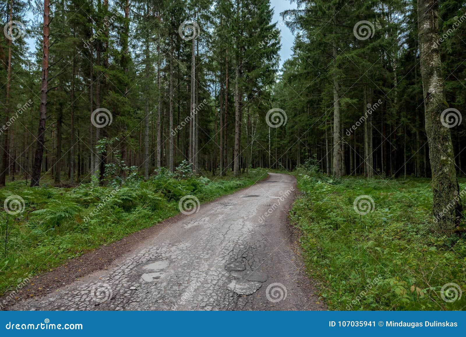Lithuanian Forest with Path. Tree and Moss. Stock Image - Image of ...