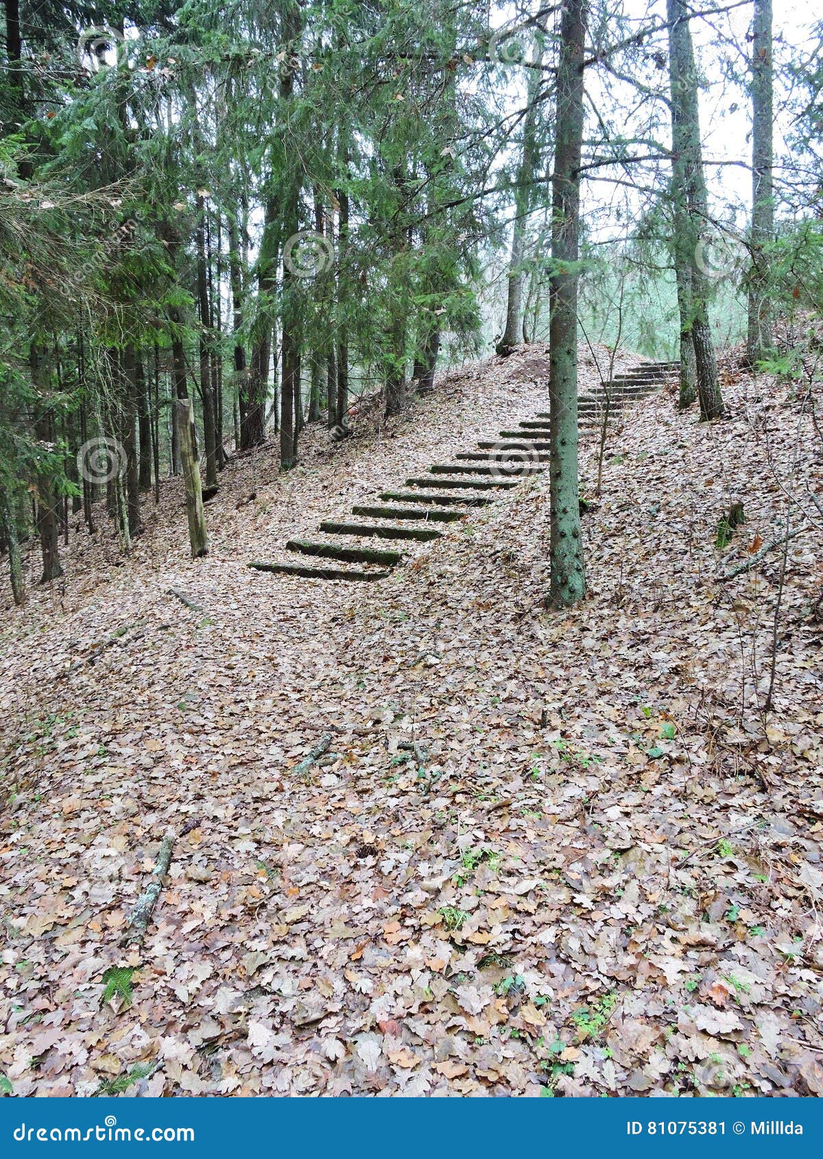 Lithuanian forest stock image. Image of green, nature - 81075381