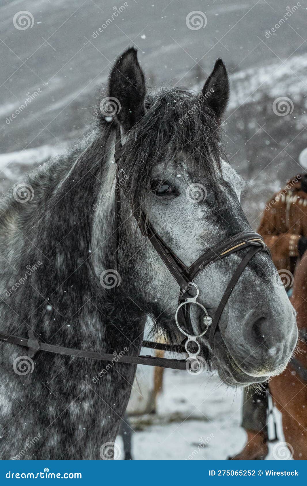 Lithuanian Heavy Draft Horse in a Snowy Field during the Snowfall Stock ...