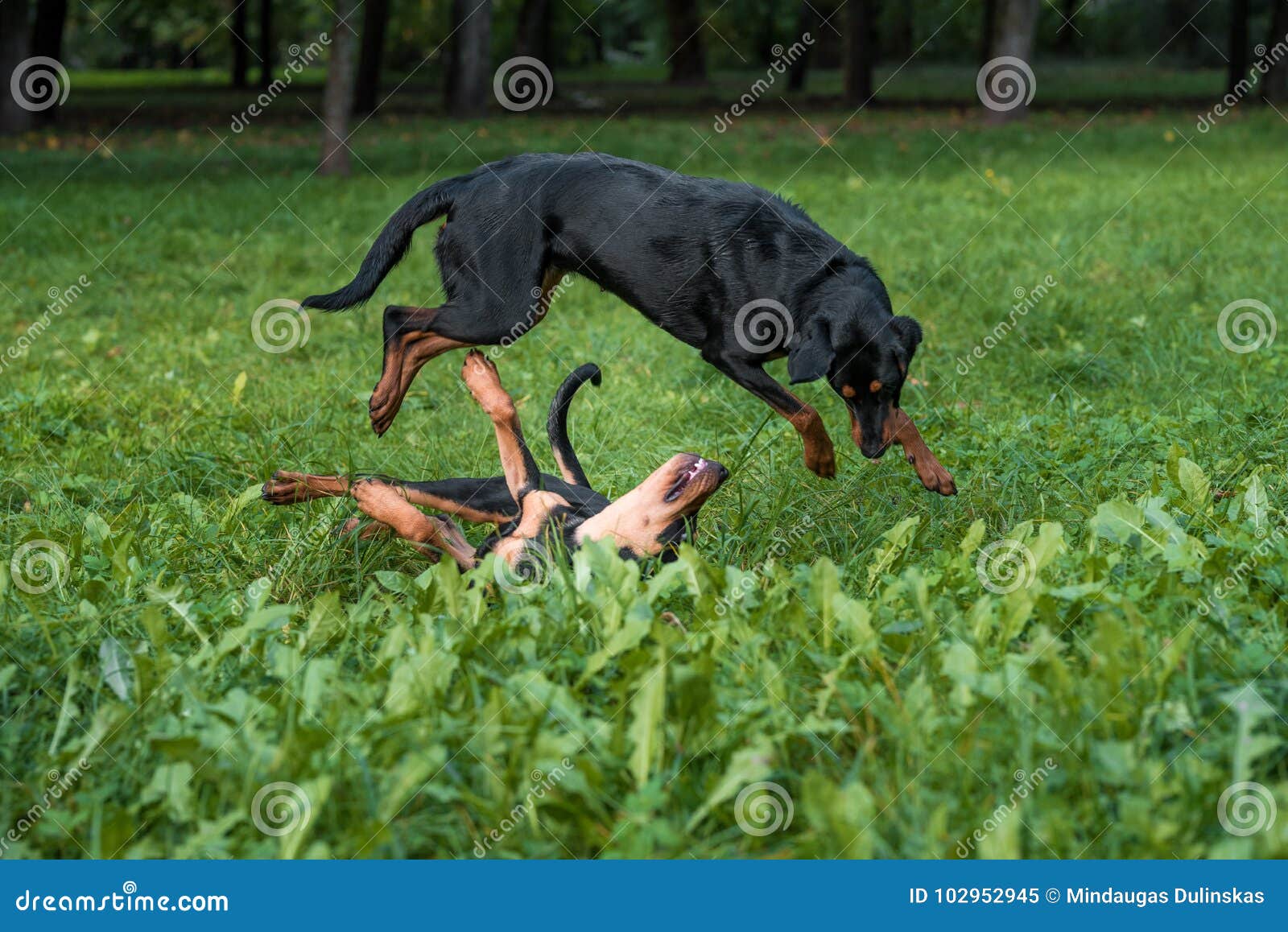Lithuanian Hound Dogs Playing on the Grass. Stock Image - Image of ...