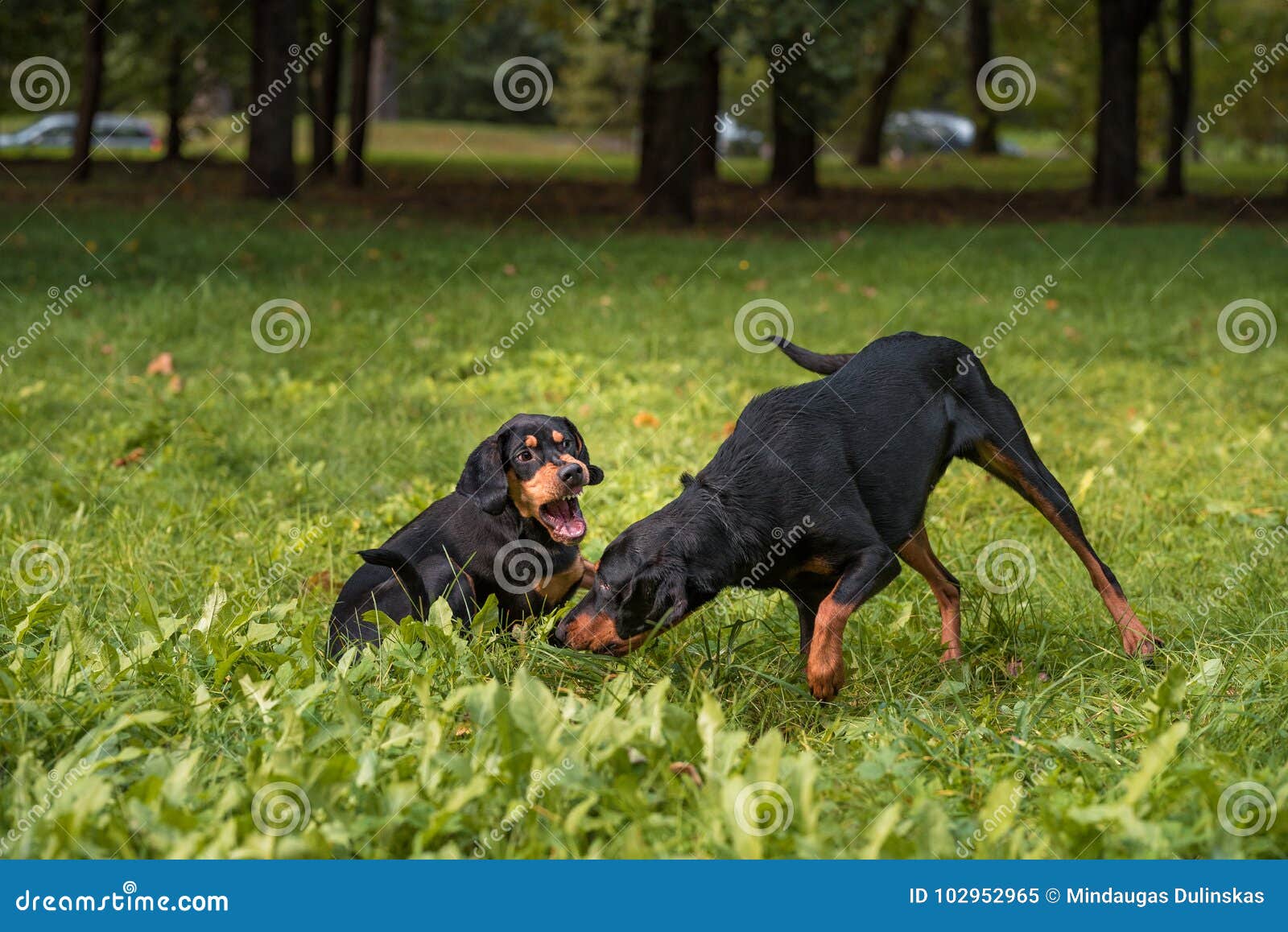 Lithuanian Hound Dogs Playing on the Grass. Stock Image - Image of ...