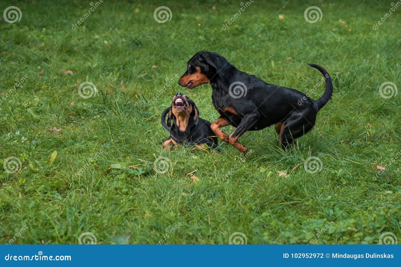 Lithuanian Hound Dogs Playing on the Grass. Stock Photo - Image of cute ...
