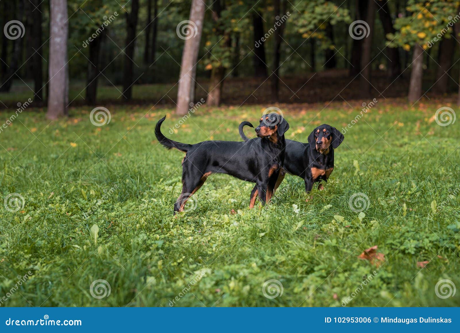 Lithuanian Hound Dogs Playing on the Grass. Stock Photo - Image of ...