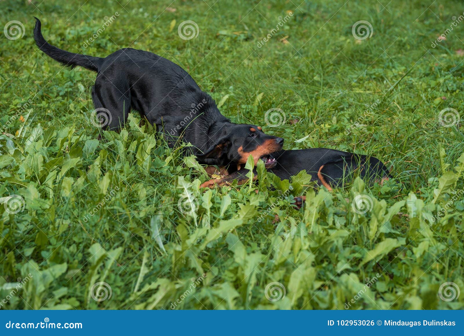 Lithuanian Hound Dogs Playing on the Grass. Stock Photo - Image of ...