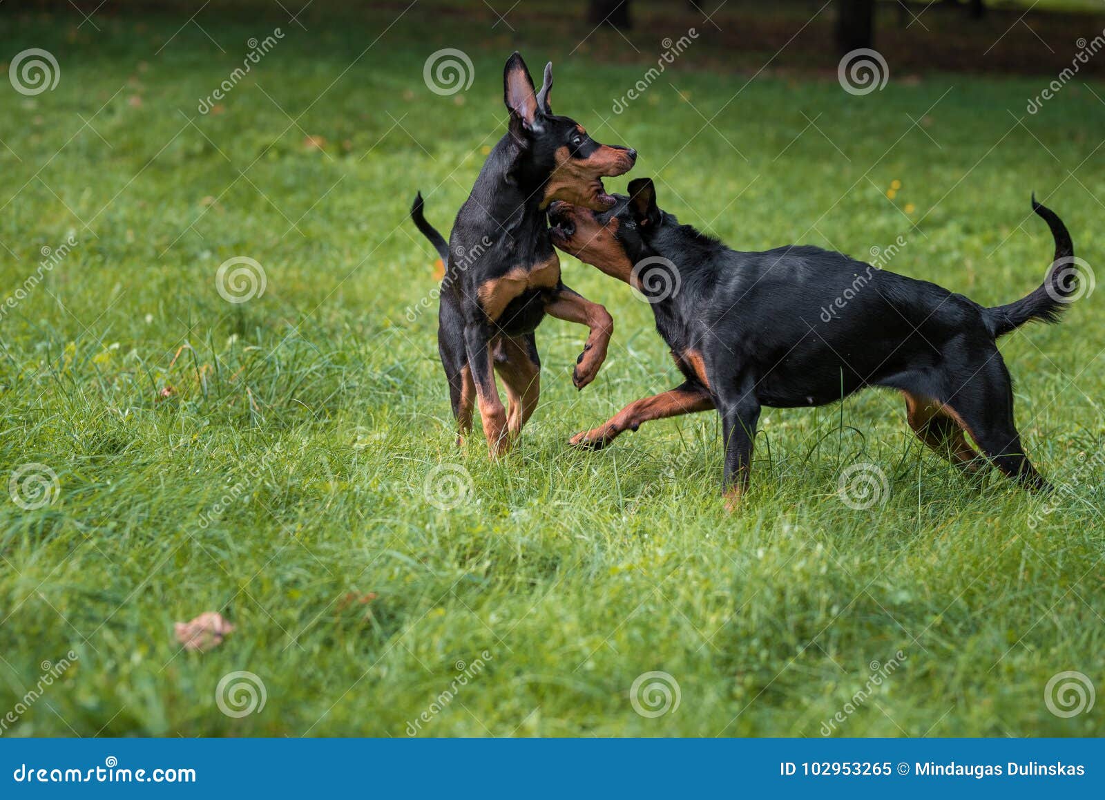 Lithuanian Hound Dogs Playing on the Grass. Stock Image - Image of ...