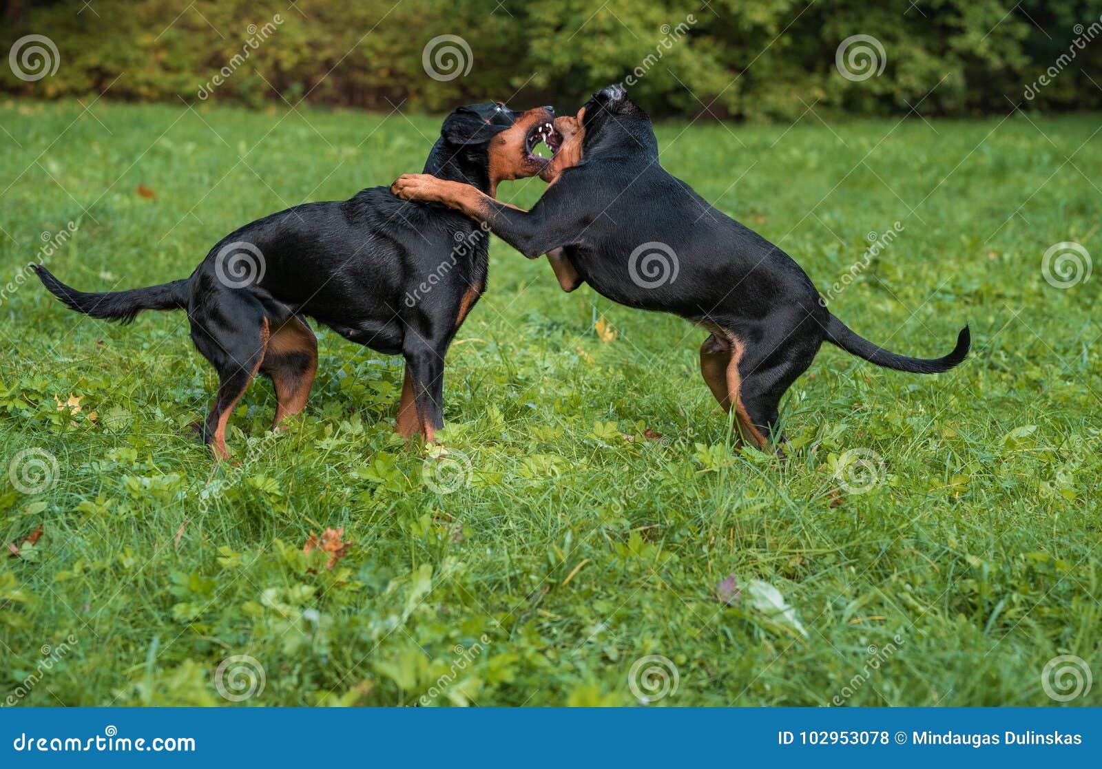 Lithuanian Hound Dogs Playng on the Grass. Stock Photo - Image of puppy ...