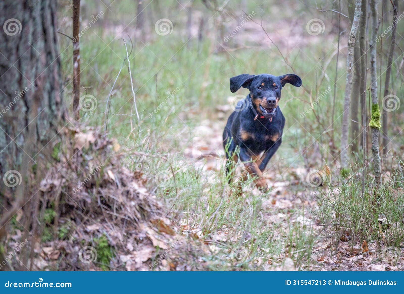 Lithuanian Hounds Dog is Running in the Forest Stock Image - Image of ...