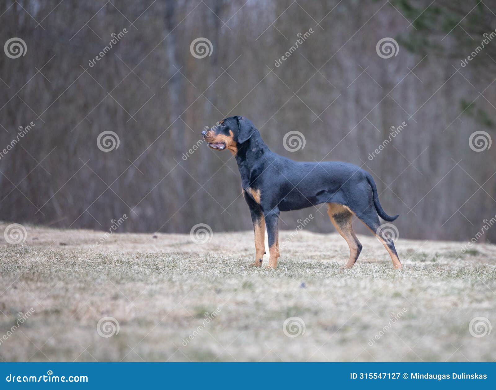 Lithuanian Hounds Dog is Standing on the Ground in the Forest Stock ...