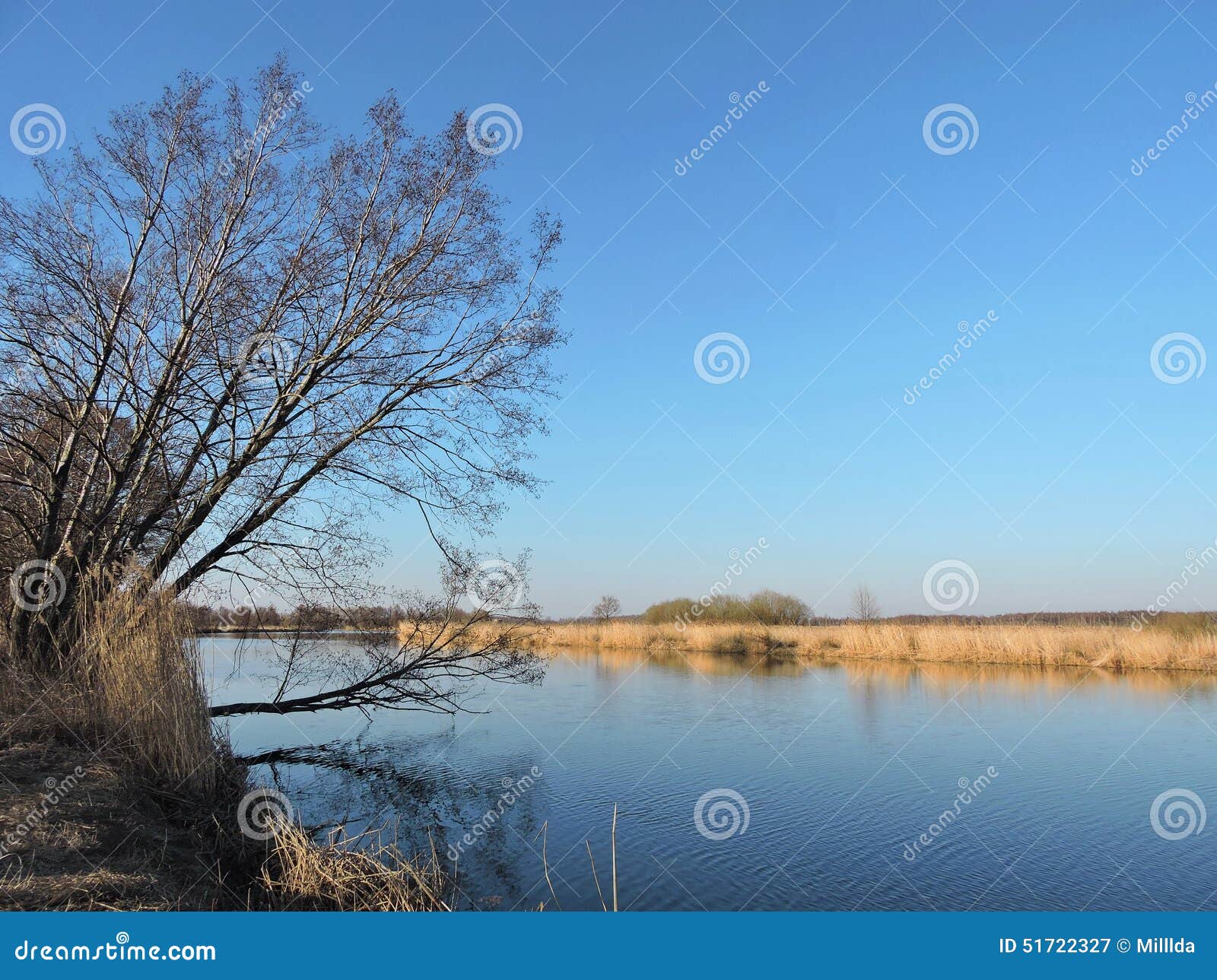 Lithuanian Spring Landscape Stock Image - Image of flora, reed: 51722327