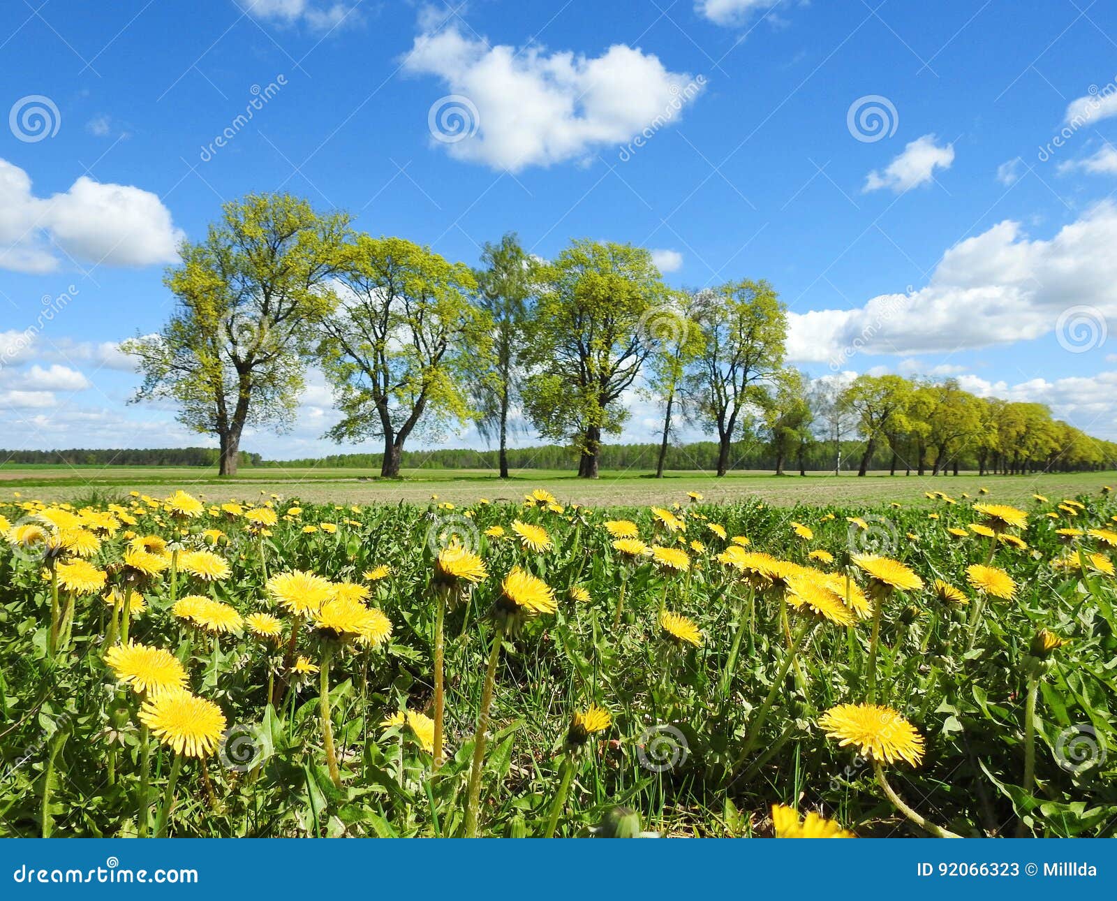 Lithuanian Spring Landscape Stock Image - Image of white, dandelion ...