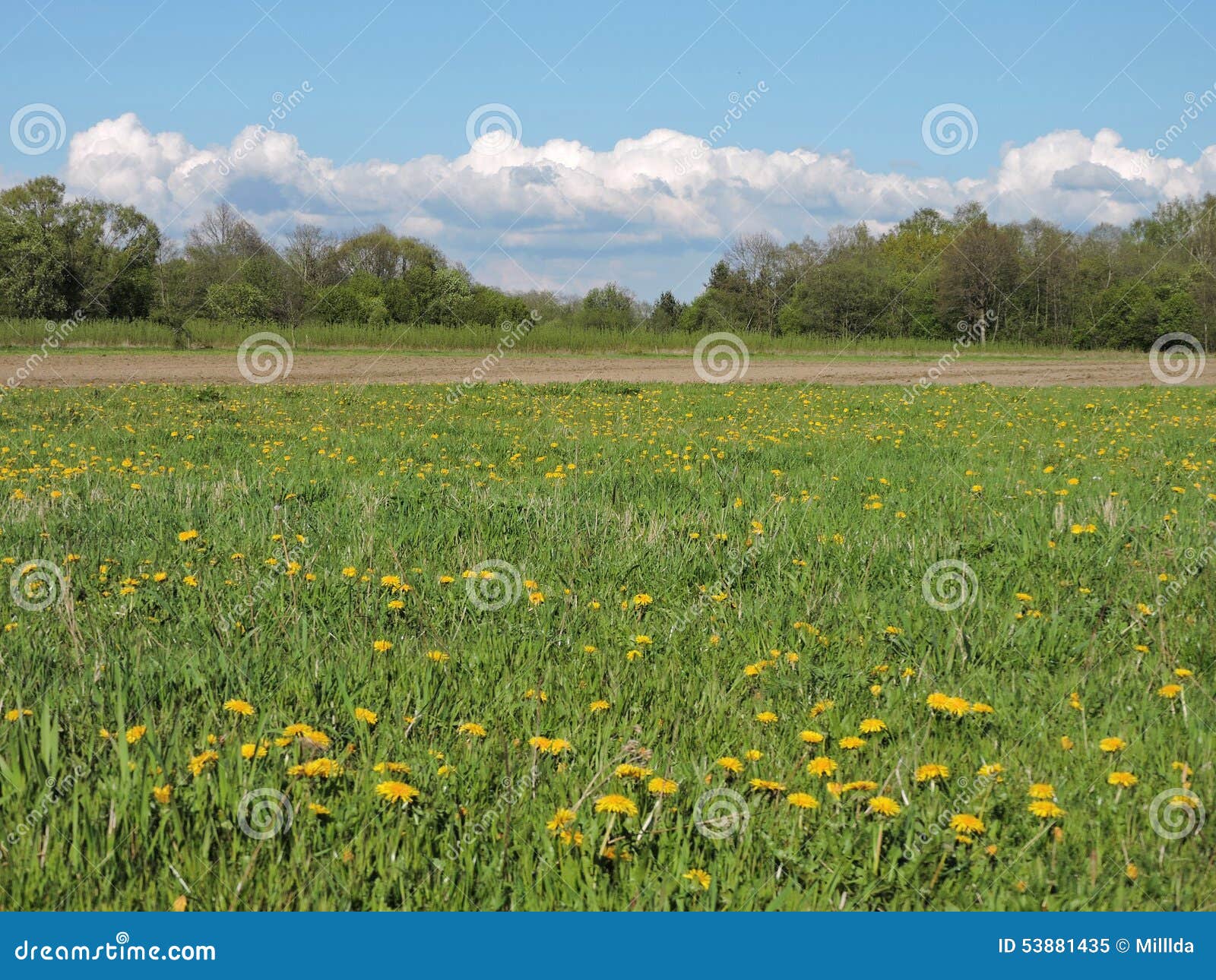 Lithuanian Spring Landscape Stock Image - Image of dandelion, green ...