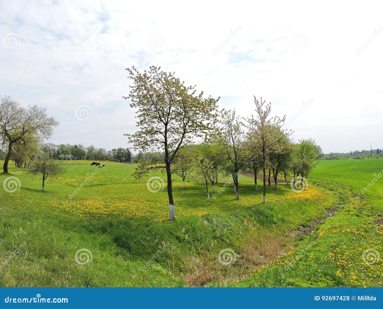 Lithuanian Spring Landscape Stock Photo - Image of fields, pasture ...