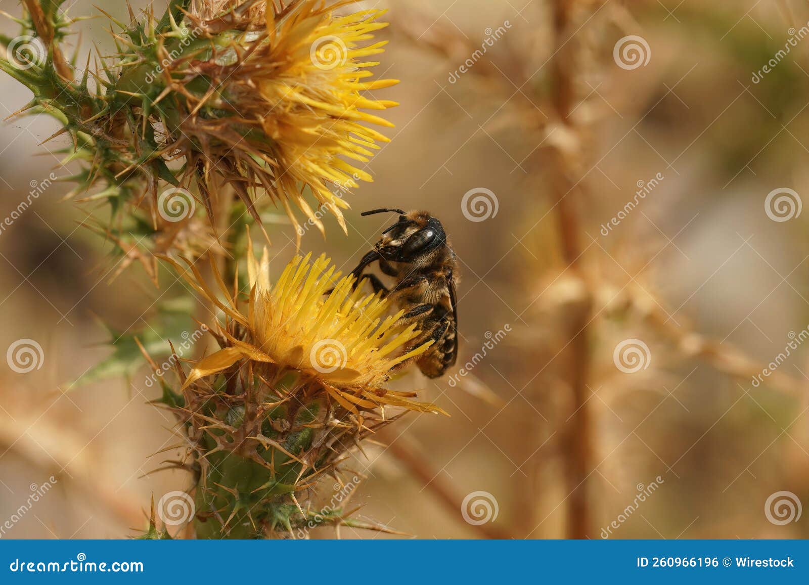 Lithurgus Cornutus Bee Gathering Nectar from Clustered Carline Thistle ...