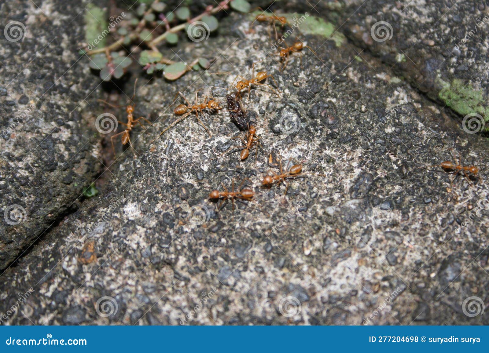 A litle ant stock photo. Image of food, group, litle - 277204698