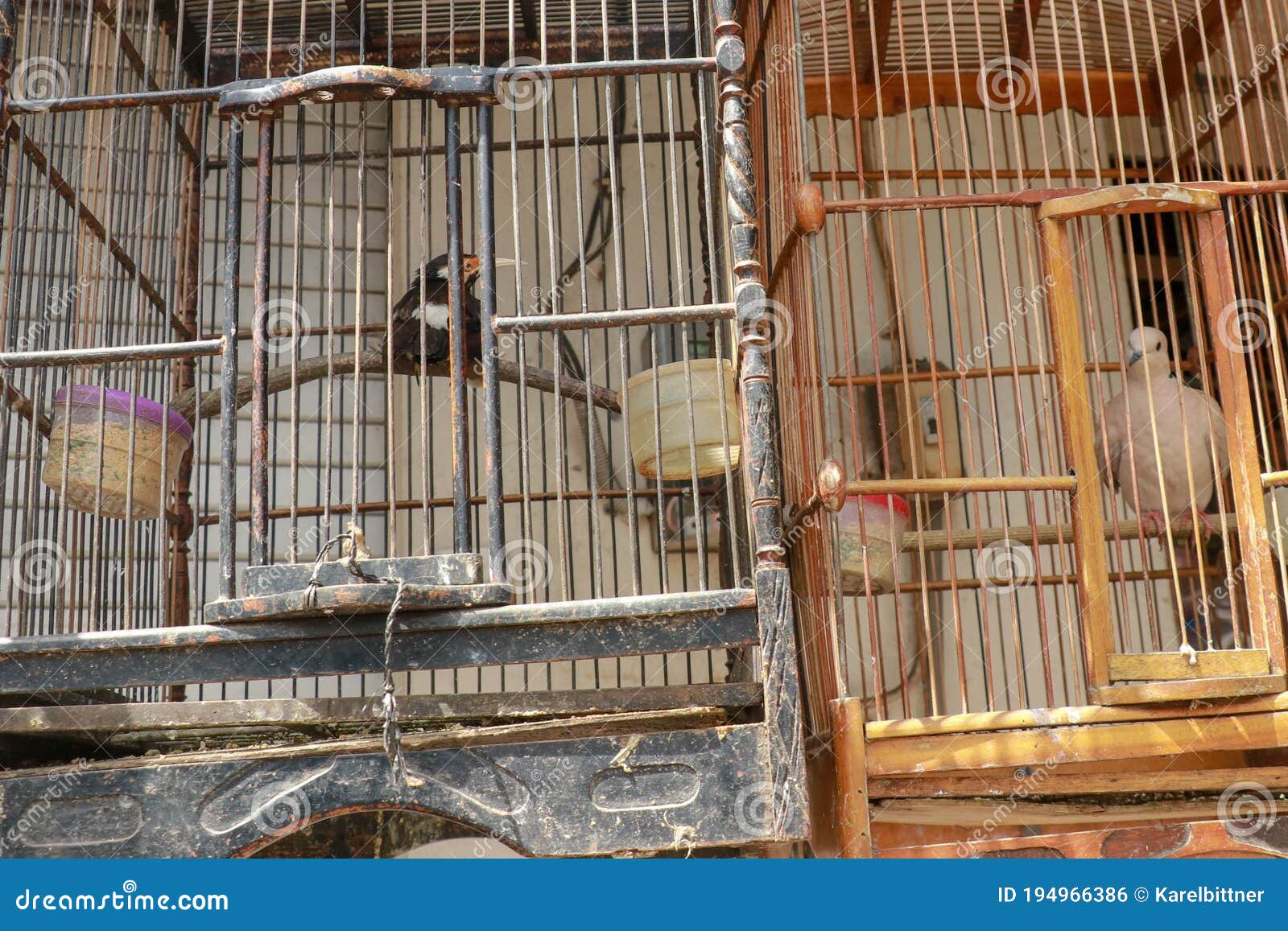 Litle Birds in the Cage. Java, Indonesia Stock Photo - Image of birds ...